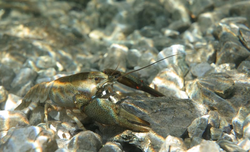 Signalkrebs - Eibsee - Bayern - Deutschland - Earth's Wild Wonders