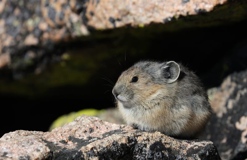 American Pika - Mount Evans - Rocky Mountains - Earth's Wild Wonders