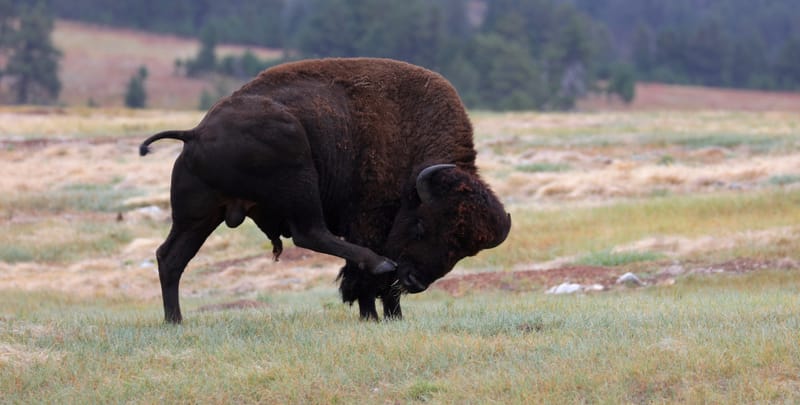 Scratching Bison - Wind Cave National Park - Earth's Wild Wonders