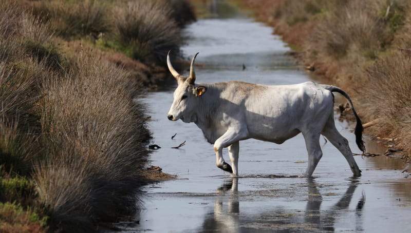 Maremmana - Parco Regionale della Maremma - Toscana - Italia - Earth's ...