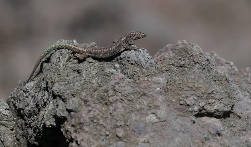 Madeiran Wall Lizard - Pico Island - Azores - Portugal - Earth's Wild ...