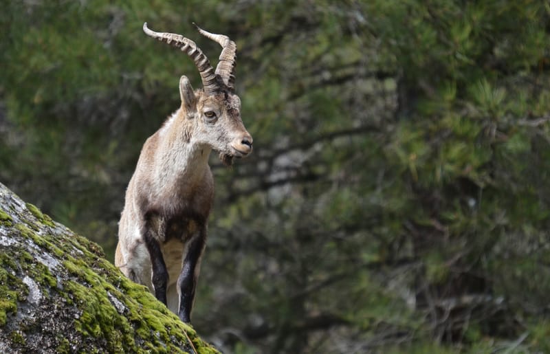 Cabra Montés - Sierra de Gredos - Earth's Wild Wonders
