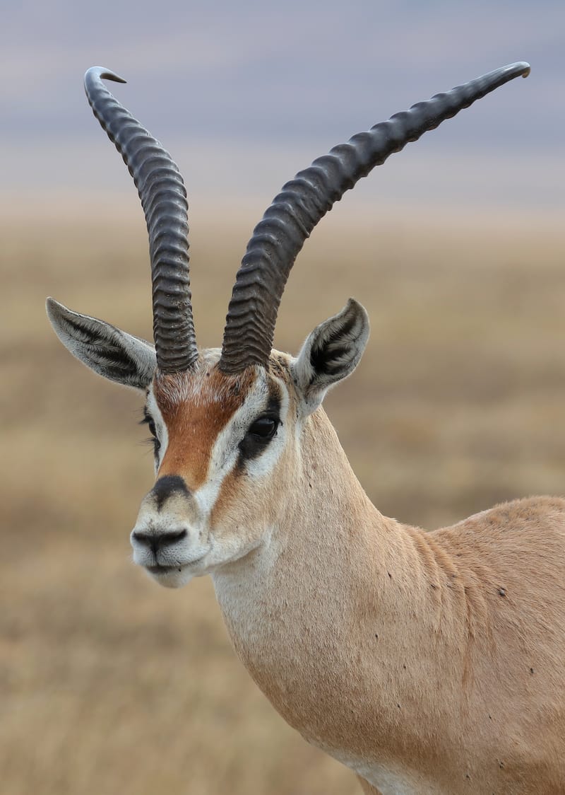 Southern Grant's Gazelle - Ngorongoro Conservation Area - Tanzania ...