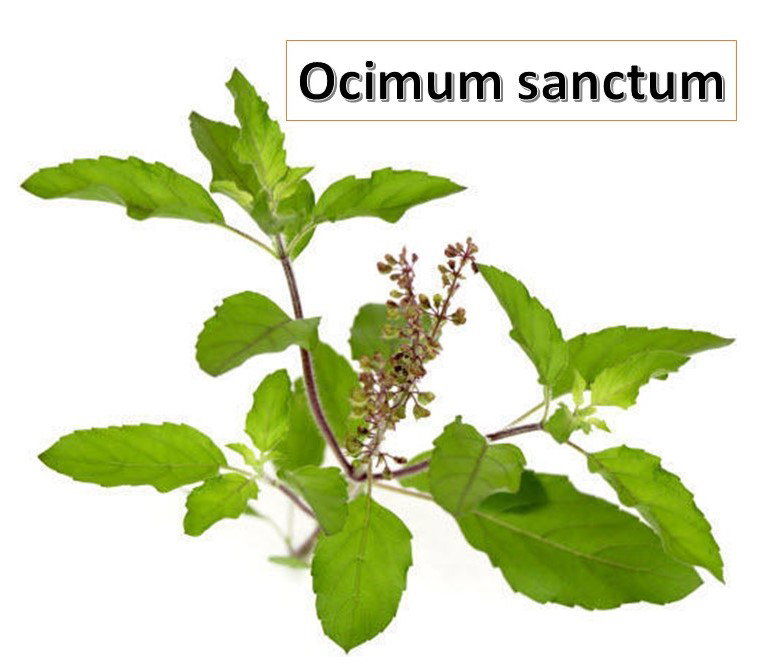 - ART AND SCIENCE OF HOMOEOPATHIC PHARMACY