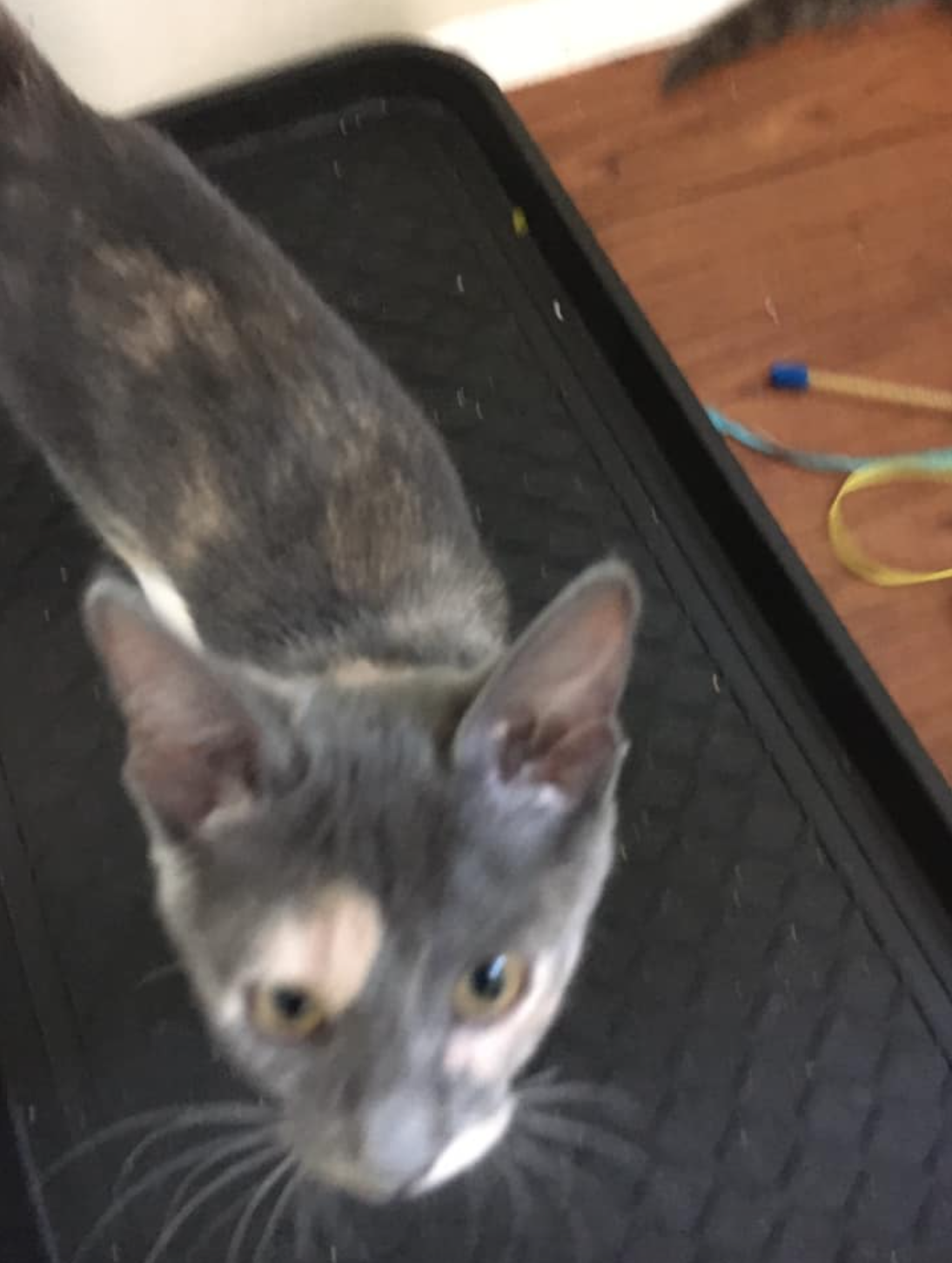 Cats Needing Homes - Cats and Kittens available for adoption. To learn ...