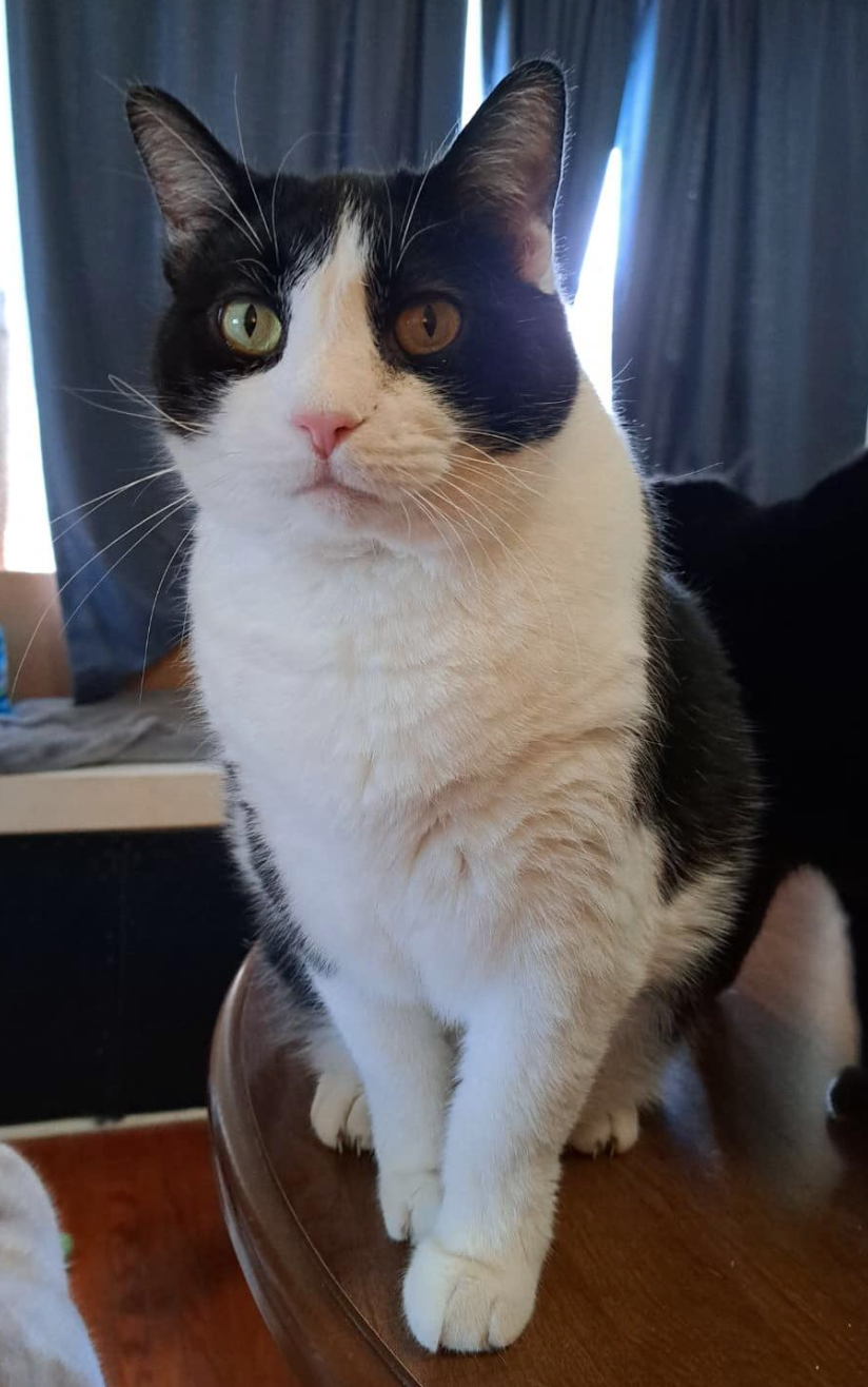 Cats Needing Homes - Cats and Kittens available for adoption. To learn ...