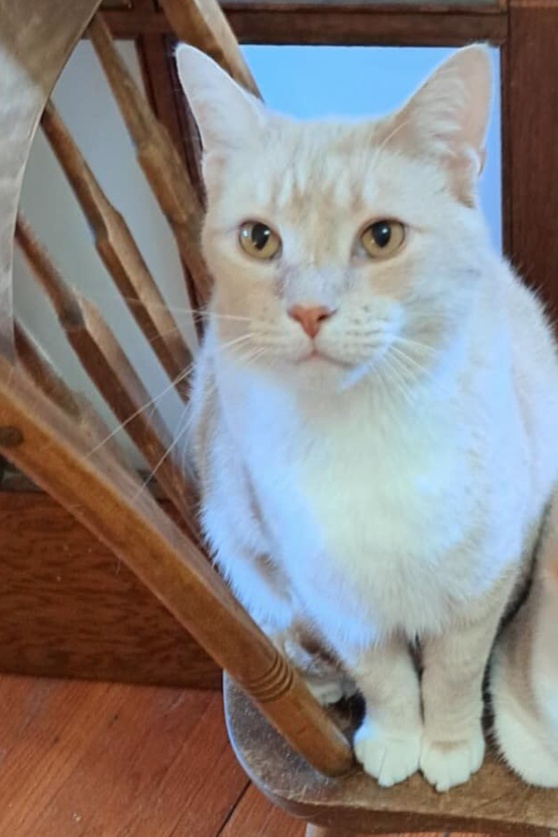 Cats Needing Homes - Cats and Kittens available for adoption. To learn ...