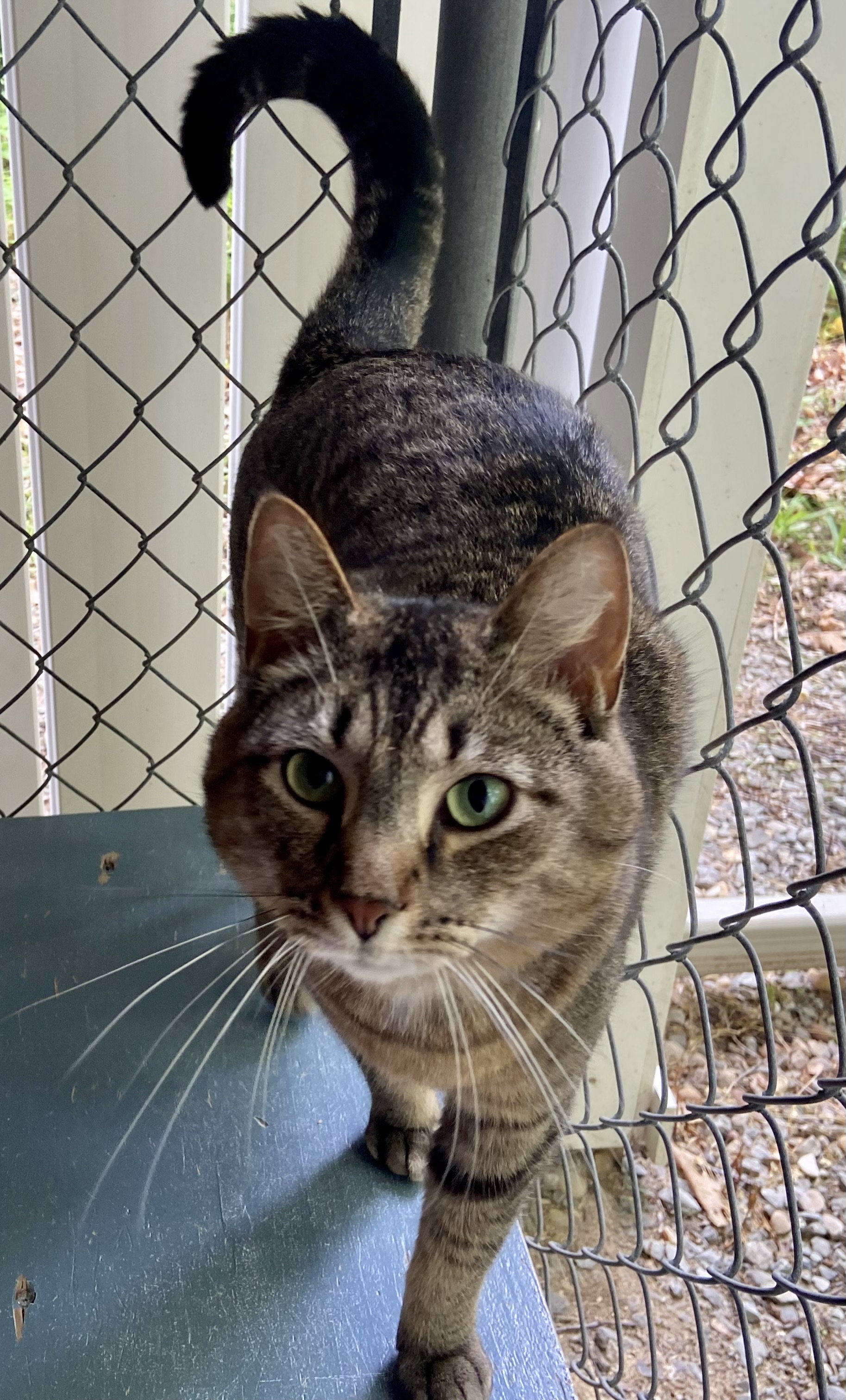 Cats Needing Homes - Cats and Kittens available for adoption. To learn ...