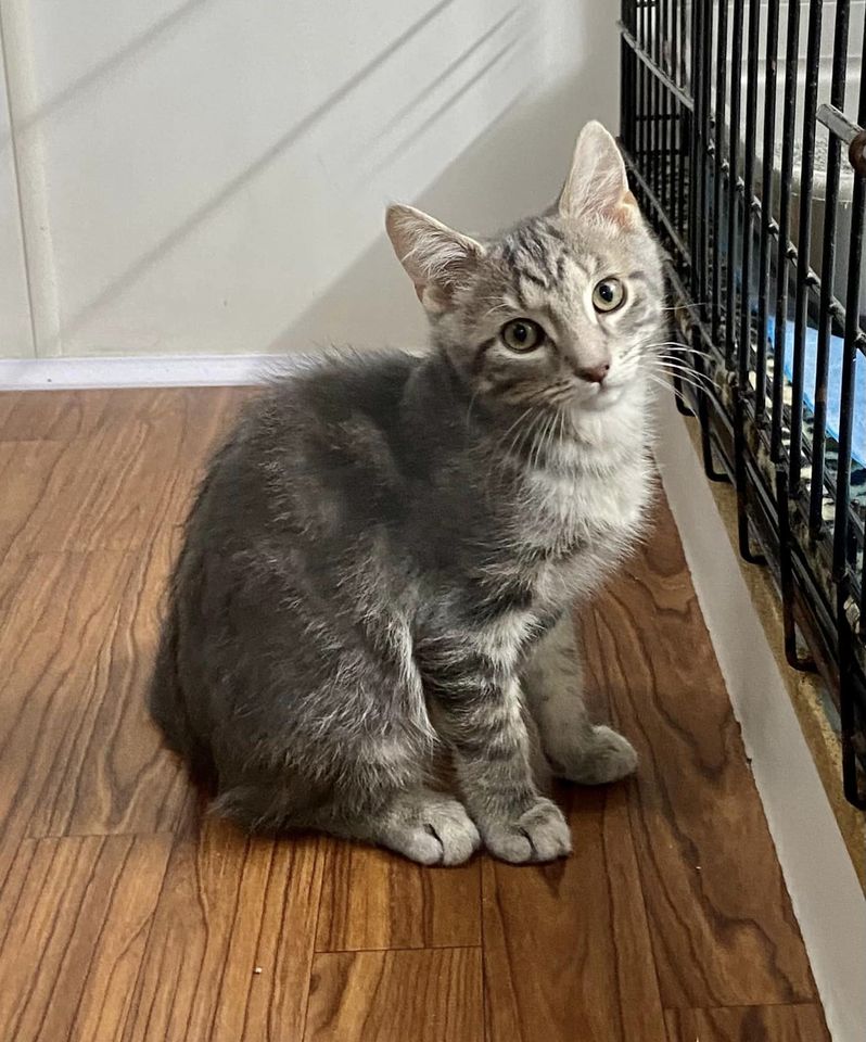 Cats Needing Homes - Cats and Kittens available for adoption. To learn ...