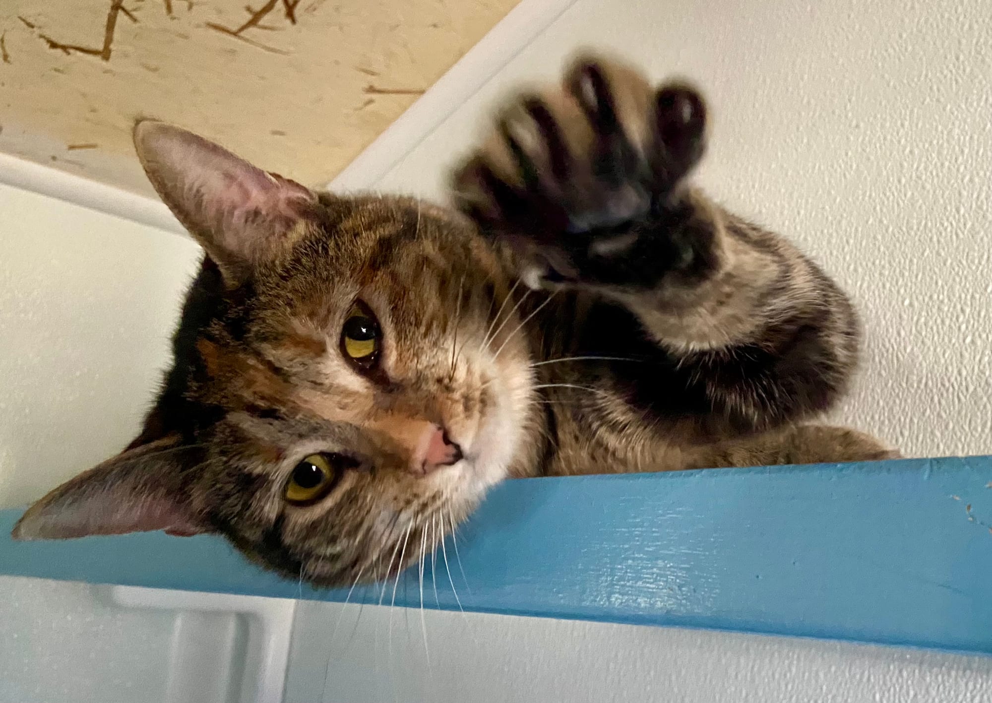 Cats Needing Homes - Cats and Kittens available for adoption. To learn ...