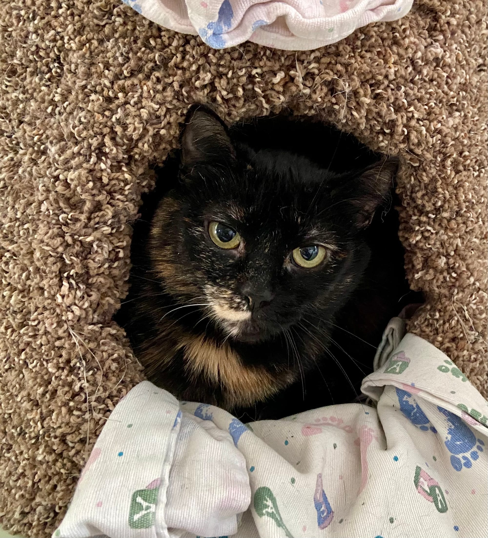 Cats Needing Homes - Cats and Kittens available for adoption. To learn ...