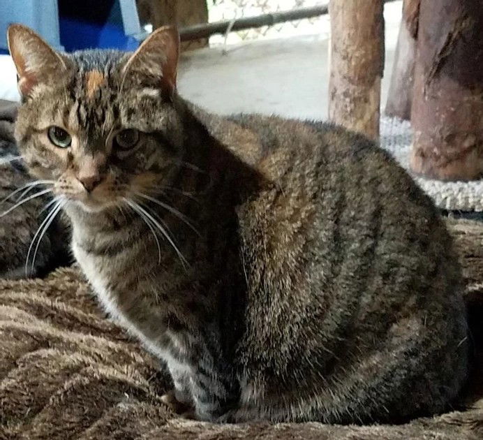 Cats Needing Homes - Cats and Kittens available for adoption. To learn ...