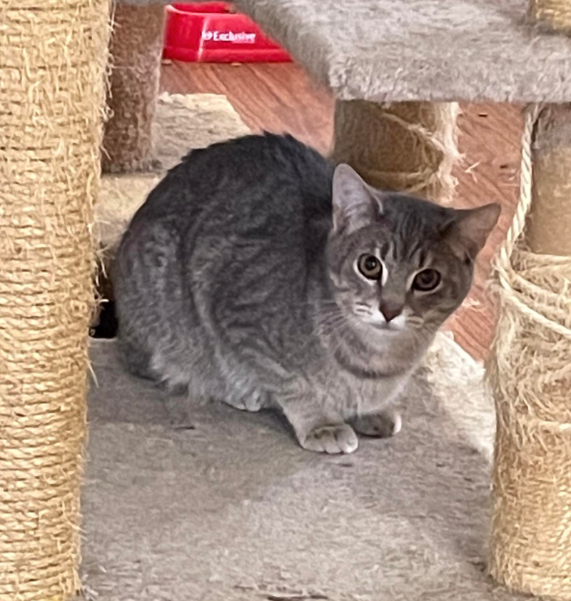 Cats Needing Homes - Cats and Kittens available for adoption. To learn ...