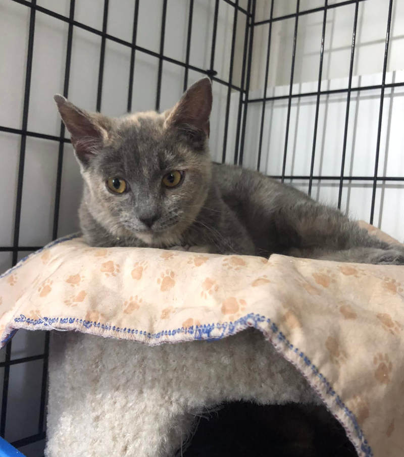 Cats Needing Homes - Cats and Kittens available for adoption. To learn ...