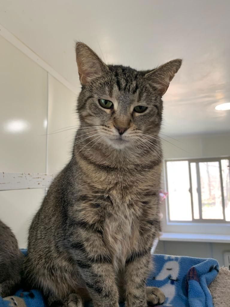 Cats Needing Homes - Cats and Kittens available for adoption. To learn ...