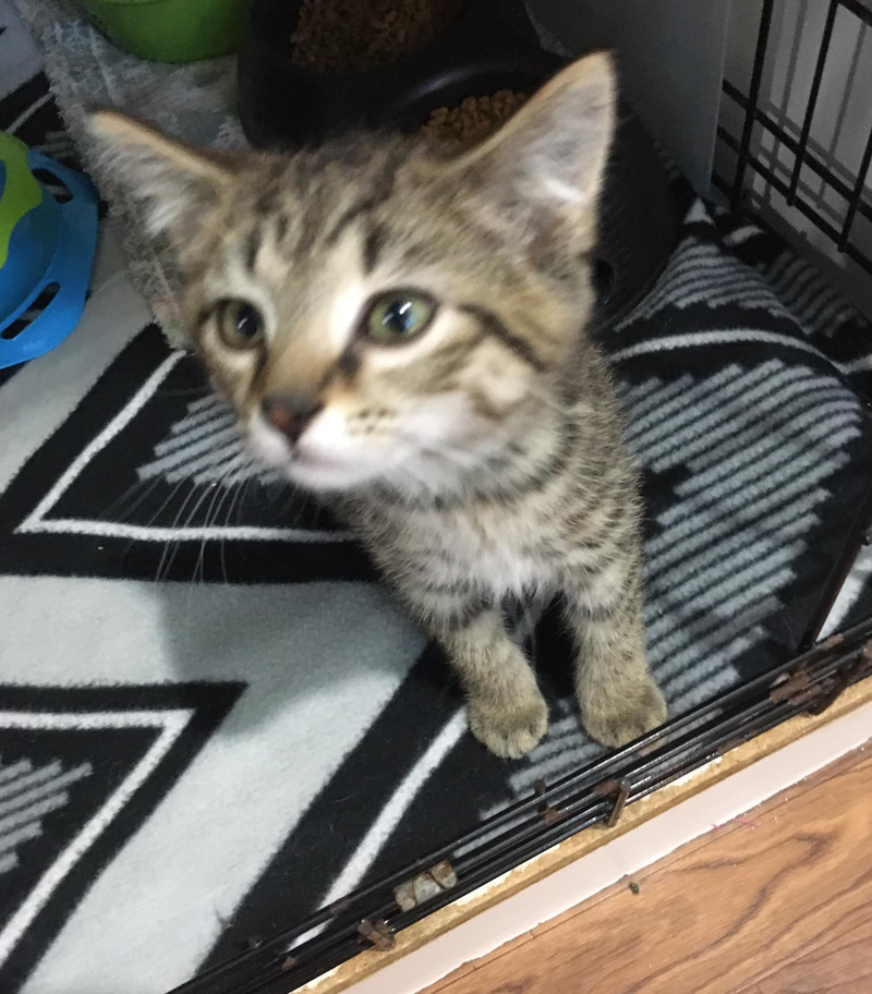 Cats Needing Homes - Cats and Kittens available for adoption. To learn ...