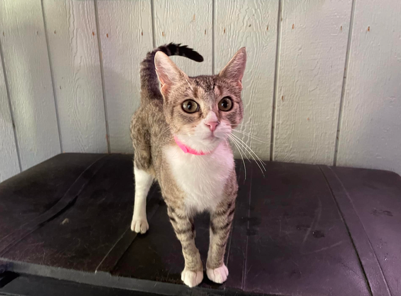 Cats Needing Homes - Cats and Kittens available for adoption. To learn ...