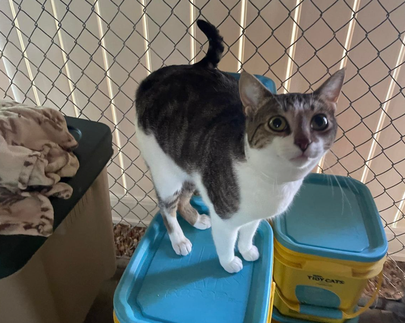 Cats Needing Homes - Cats and Kittens available for adoption. To learn ...