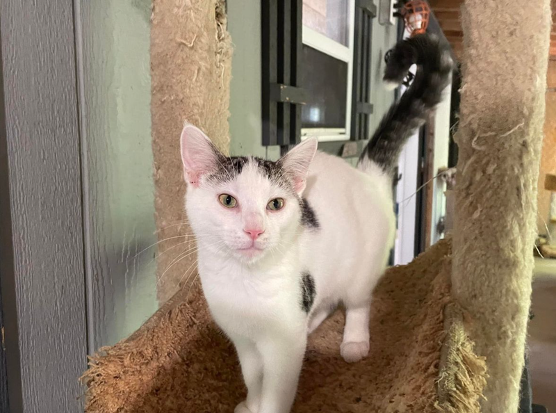 Cats Needing Homes - Cats and Kittens available for adoption. To learn ...