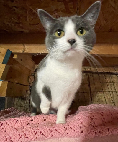 Cats Needing Homes - Cats and Kittens available for adoption. To learn ...