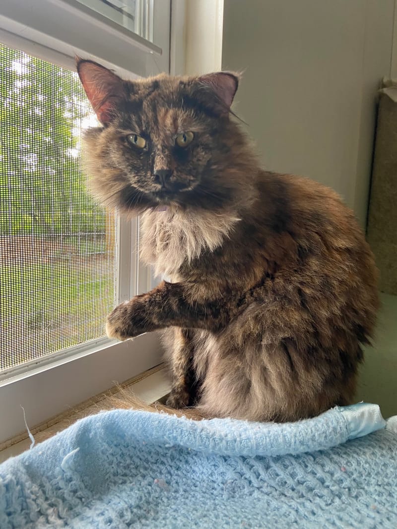 Catherine - The Cat House Feline Sanctuary, Inc.