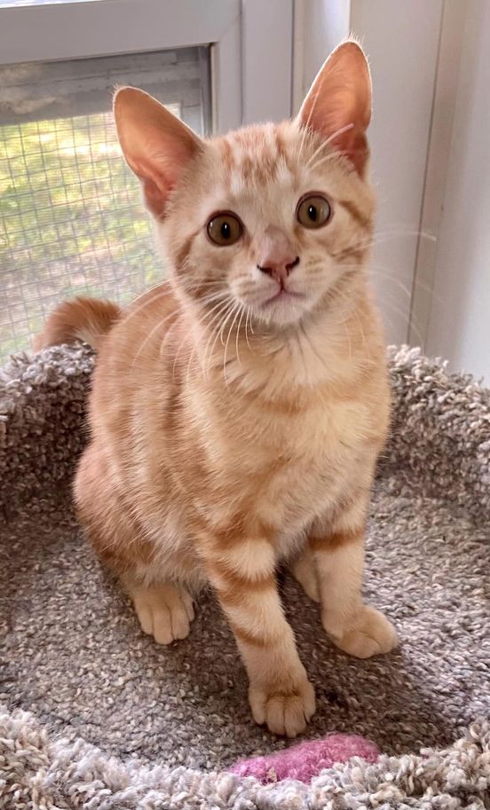 Mellow Yellow adopted 8-1-2023 - The Cat House Feline Sanctuary, Inc.