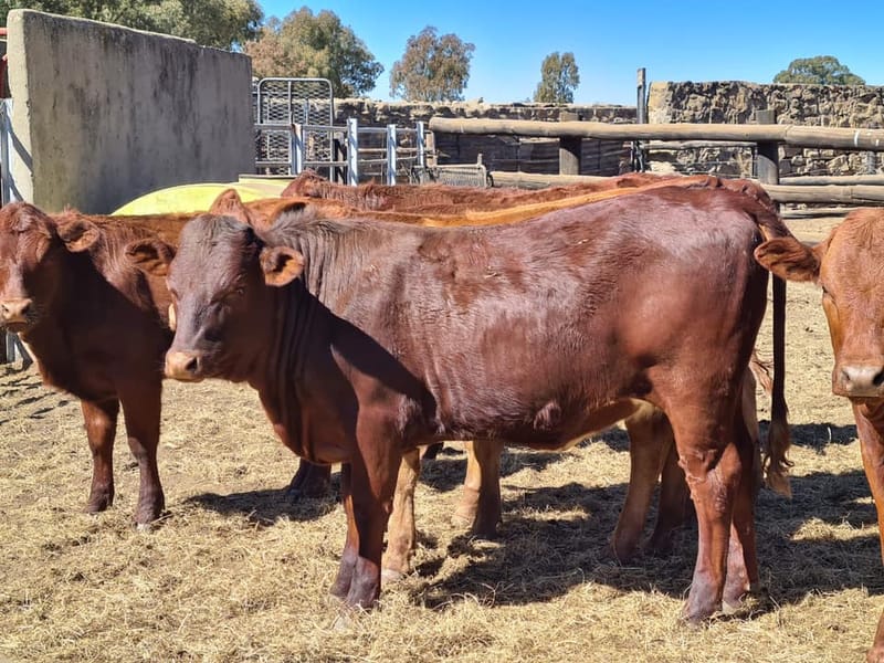 Boran Cattle - KUHLASE LIVESTOCK FARMING Boran Cattle - KUHLASE LIVESTOCK FARMING