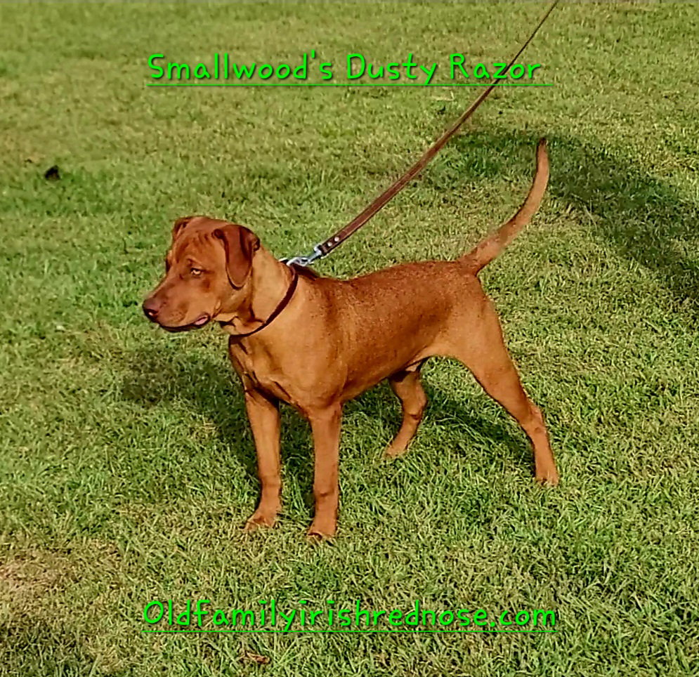 oldfamilyirishrednose.com - OLD FAMILY IRISH RED NOSE