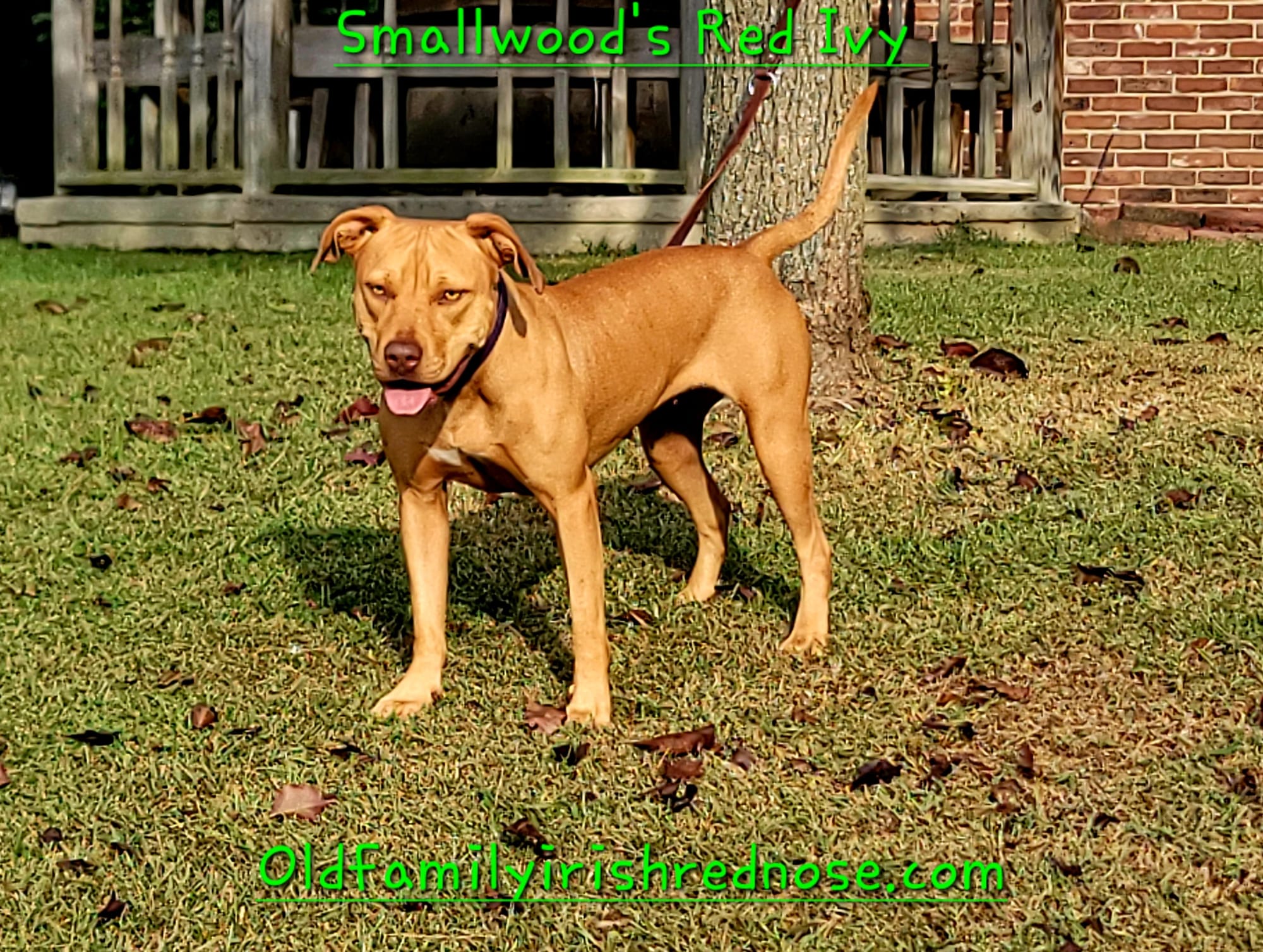 oldfamilyirishrednose.com - OLD FAMILY IRISH RED NOSE