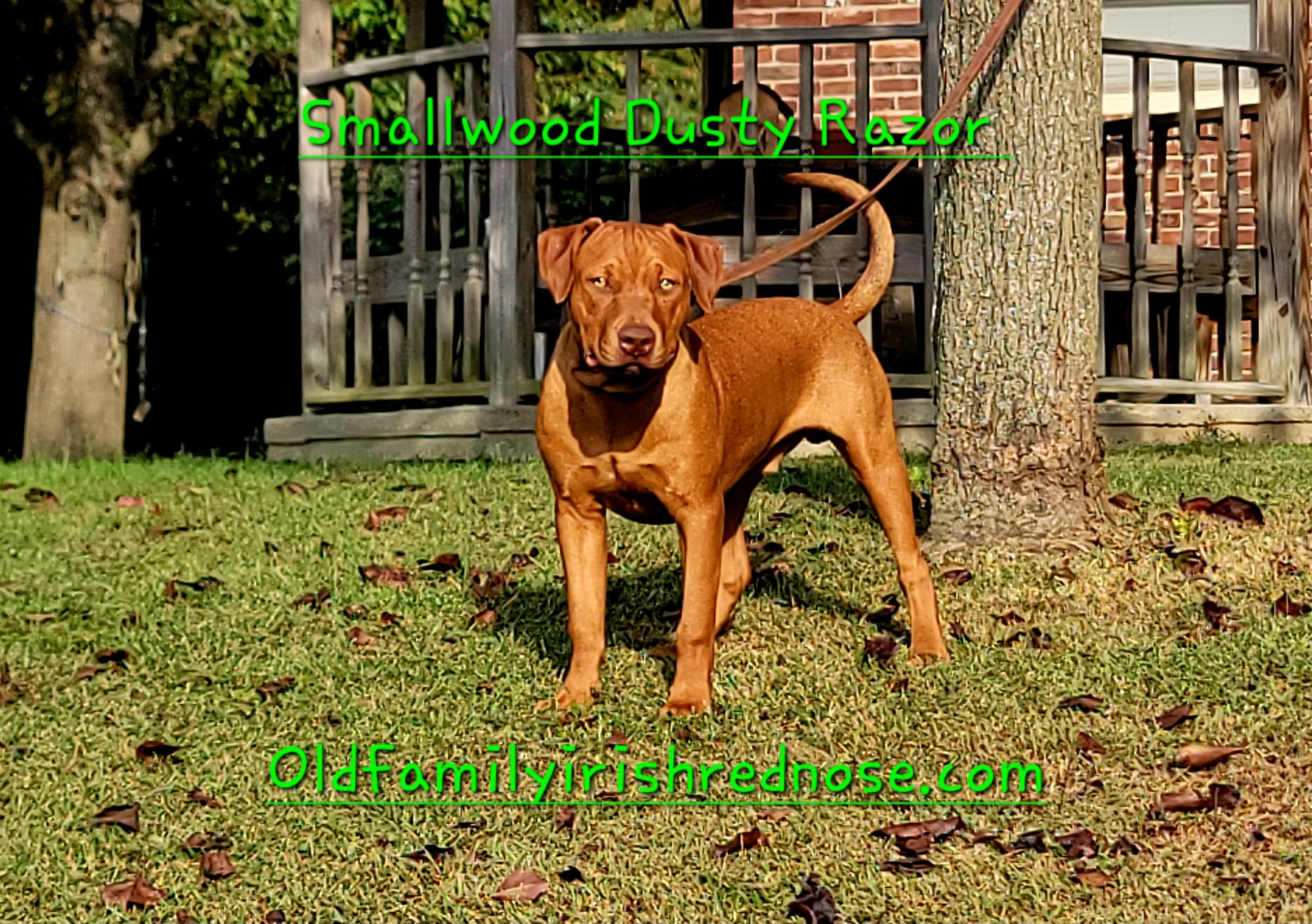 oldfamilyirishrednose.com - OLD FAMILY IRISH RED NOSE