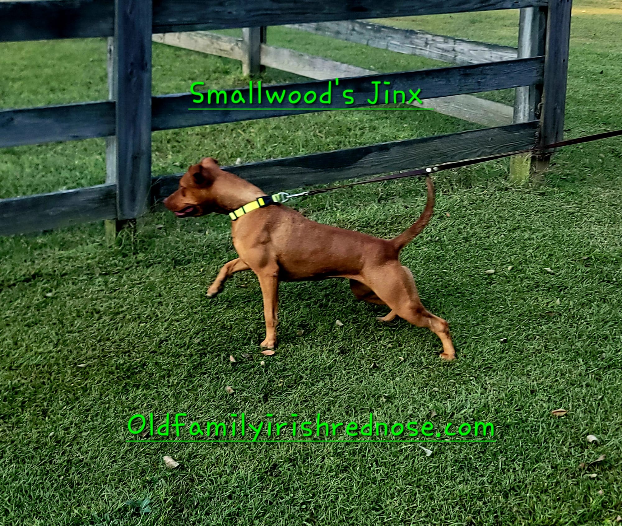 oldfamilyirishrednose.com - OLD FAMILY IRISH RED NOSE