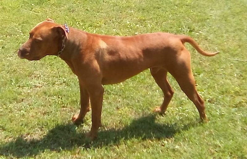 oldfamilyirishrednose.com - OLD FAMILY IRISH RED NOSE