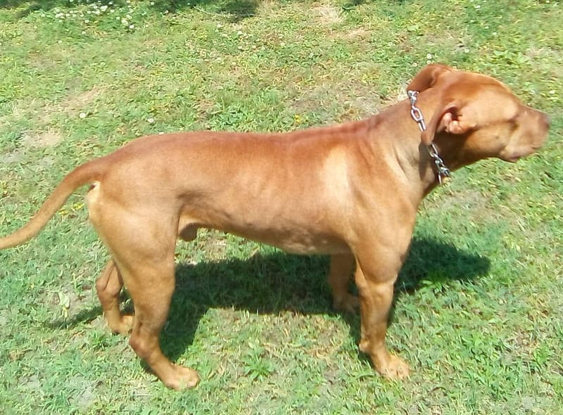 oldfamilyirishrednose.com - OLD FAMILY IRISH RED NOSE