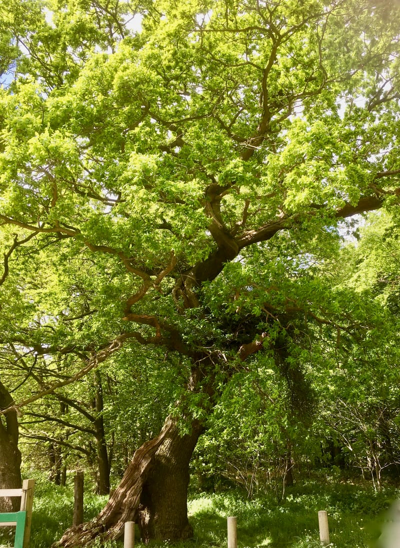 Parliament Tree - Significant Trees