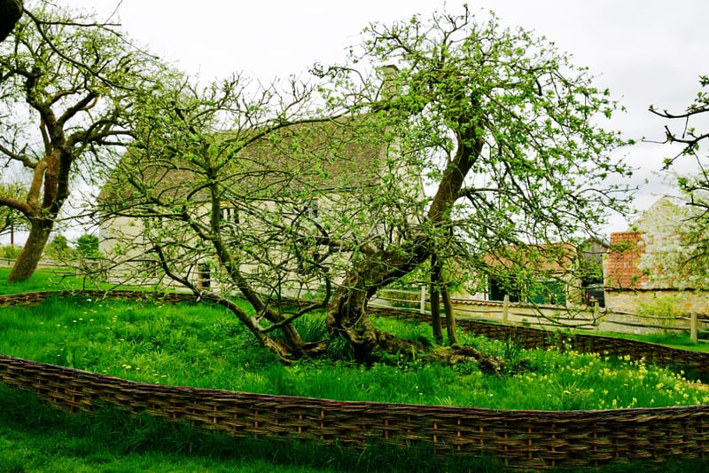 Isaac Newton's Apple Tree - Significant Trees