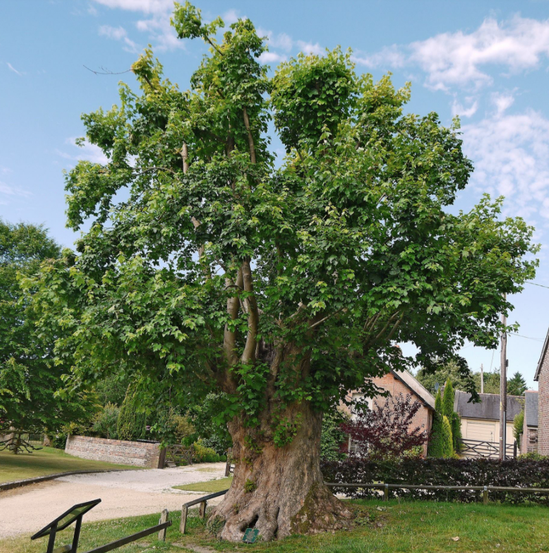 Tolpuddle Martyrs Tree - Significant Trees