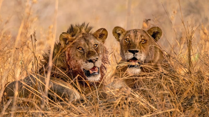 African Wildlife & Landscape Photography by MONICA CORCUERA