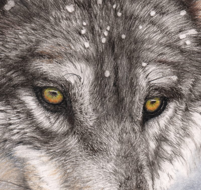 Adventurous Spirit coloured pencil drawing