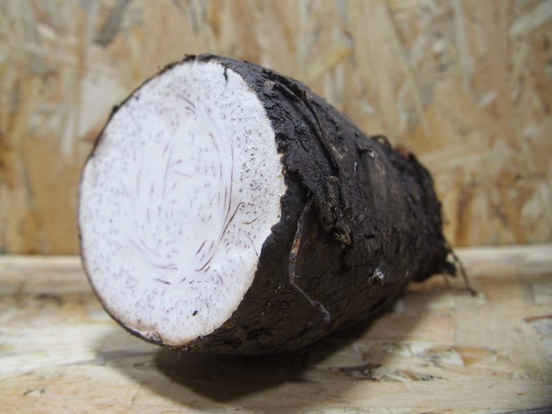 Arrow Roots (500g) - Alphajri Greengrocer
