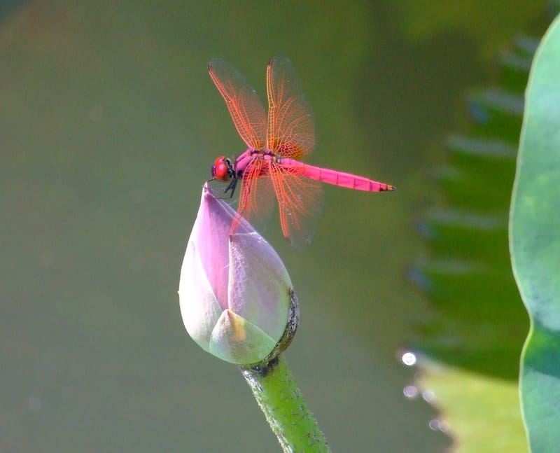 Welcome from The Pink Dragonfly - The Pink Dragonfly