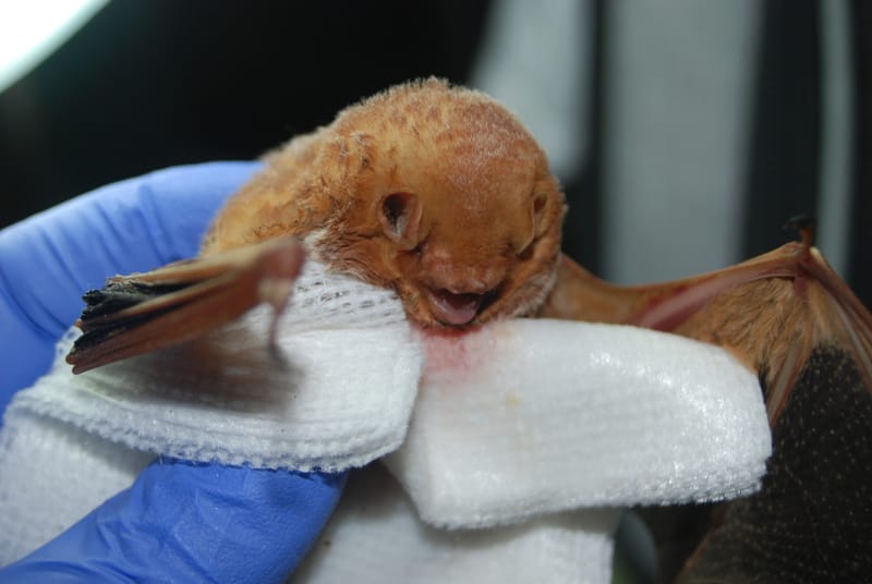 Falling leaves, falling bats - Bat World MidCities