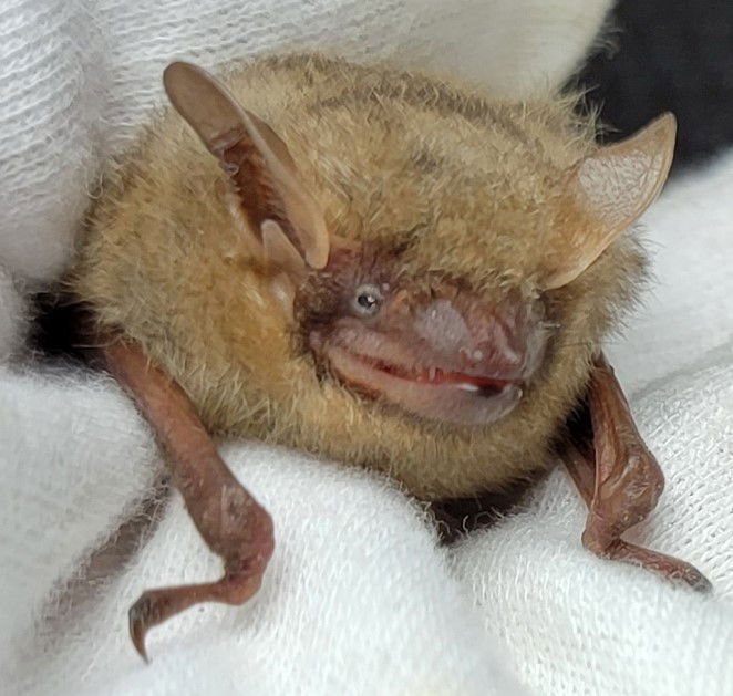 Bats: Separating Fact From Fiction - Bat World MidCities