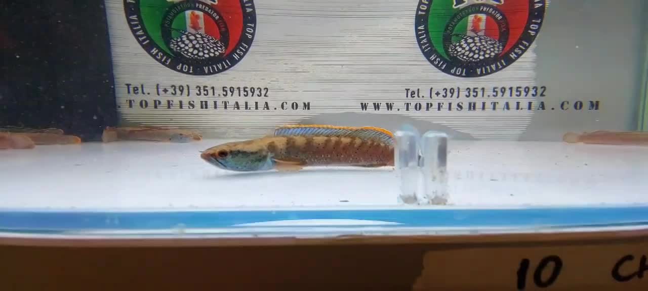 CHANNA BURMESE RED RIM - topfishitalia