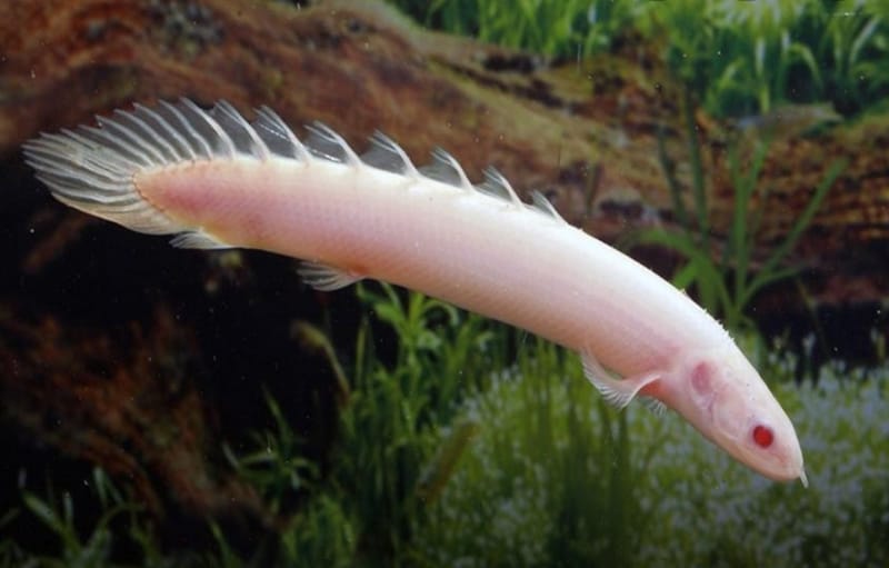 POLYPTERUS - topfishitalia