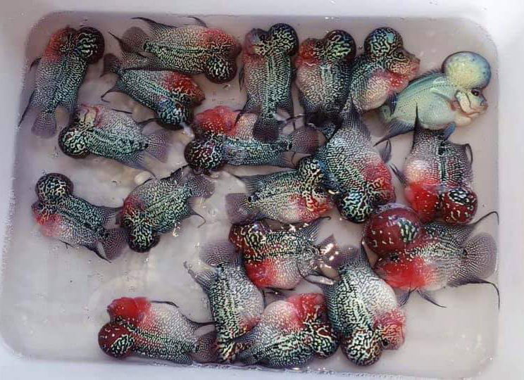 FLOWERHORN / PARROT - topfishitalia