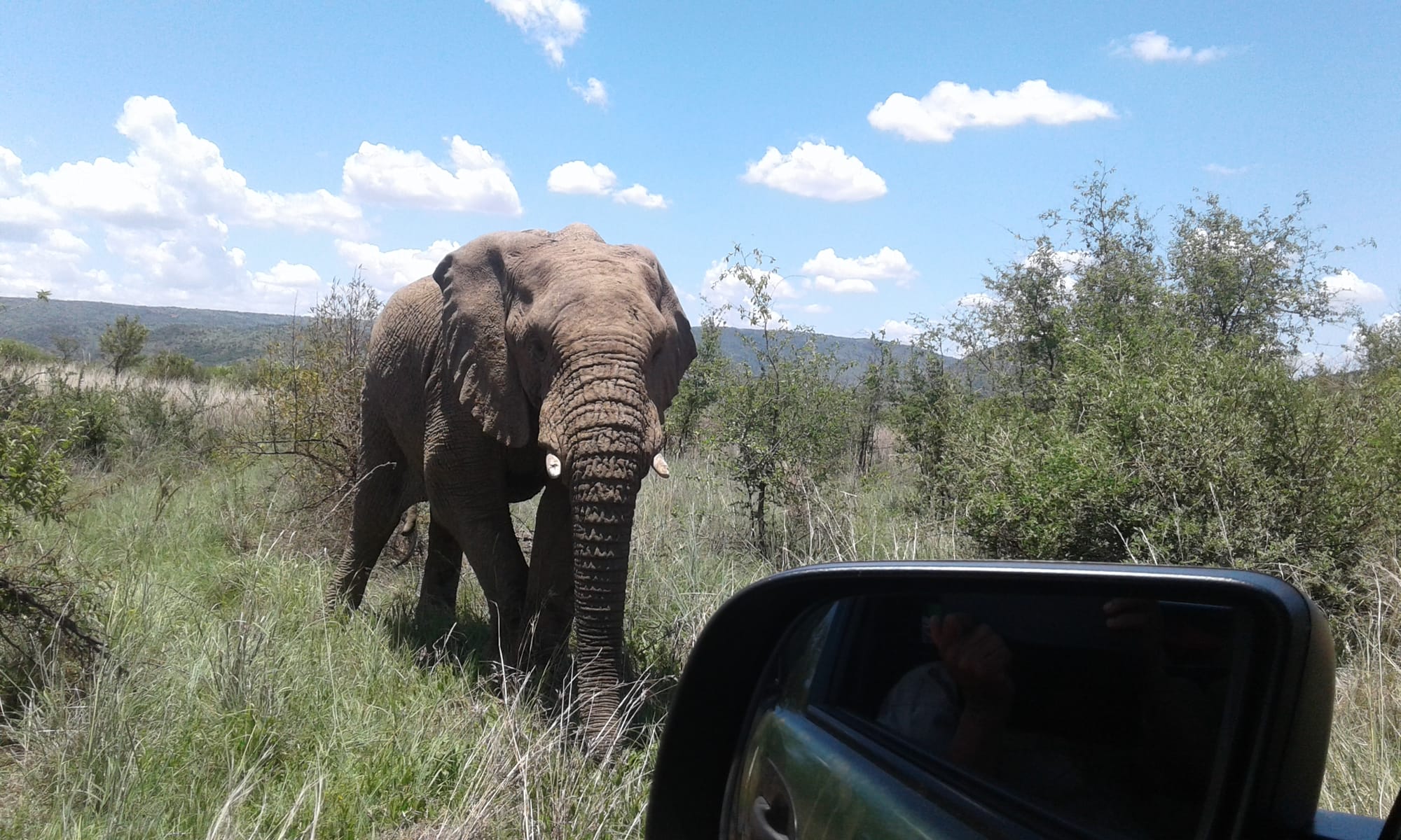 Pilanesberg daily safari - KGABO SAFARIS