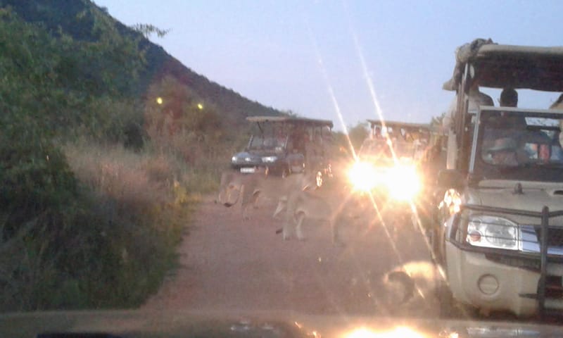 Pilanesberg daily safari - KGABO SAFARIS