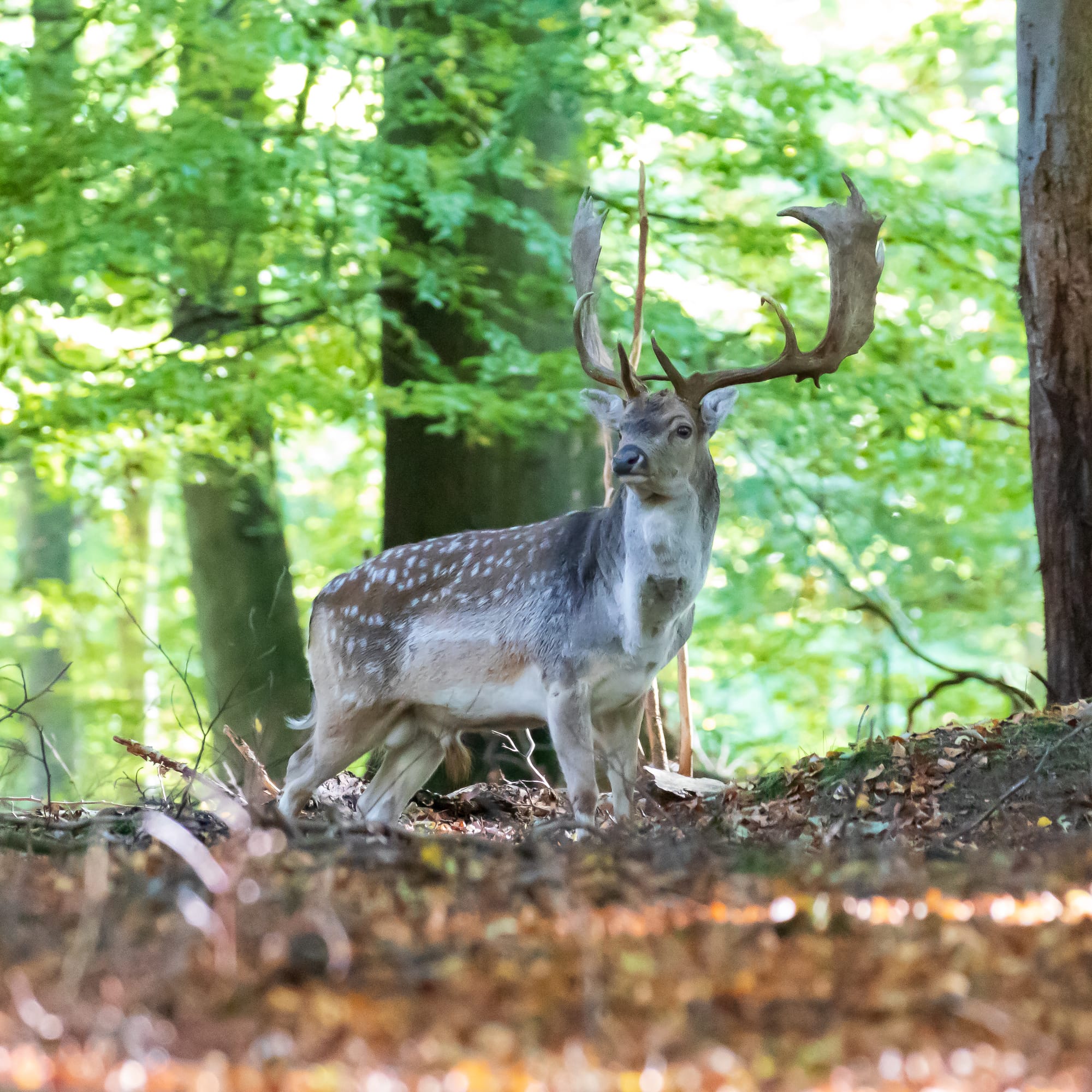 Dyrehaven, Danmark - Martin Karlsson