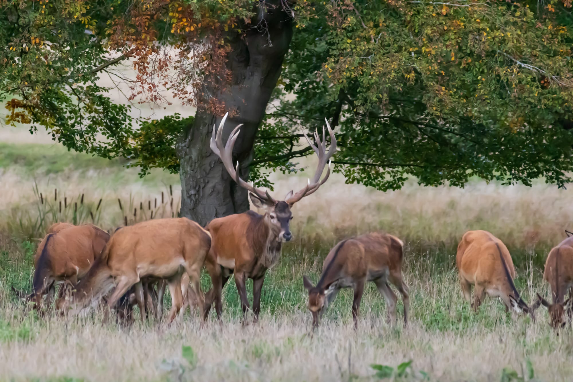 Dyrehaven, Danmark - Martin Karlsson