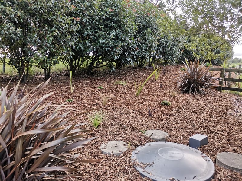 Septic Field Installations and Planting - Leading Ground Landscaping